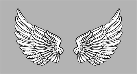 Feather Wings Drawings Outlines