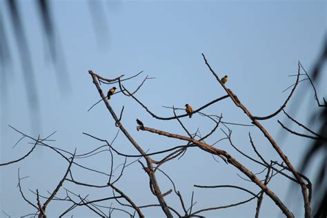A Bird Sitting On A Tree Pixahive