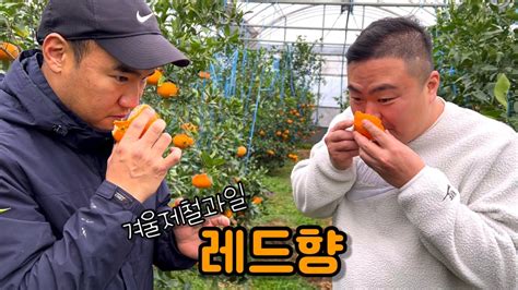 제주도 겨울 제철과일 🍊레드향🍊 Youtube
