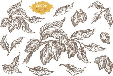 Cocoa Tree Chocolate Beans Seamless Pattern Vector Image
