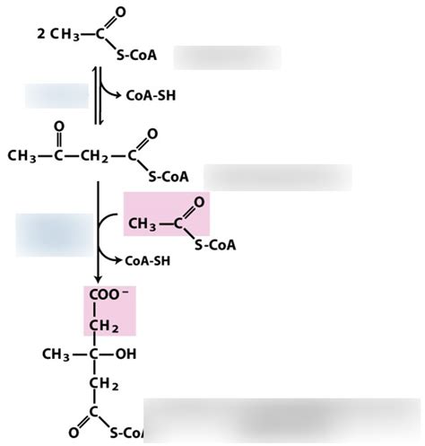 First Step Of Cholesterol Biosynthesis Diagram Quizlet