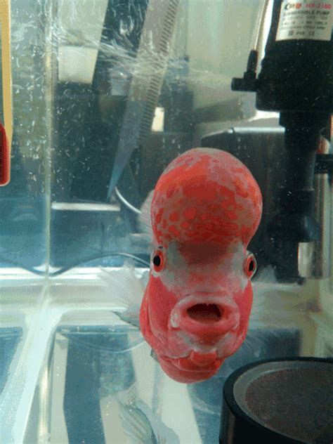 欢乐的罗汉鱼，天然呆萌，简直无敌了！~