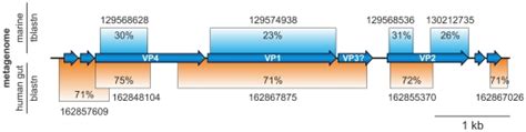 Blastn Nucleotide Query Against Nucleotide Database Hits To The Human