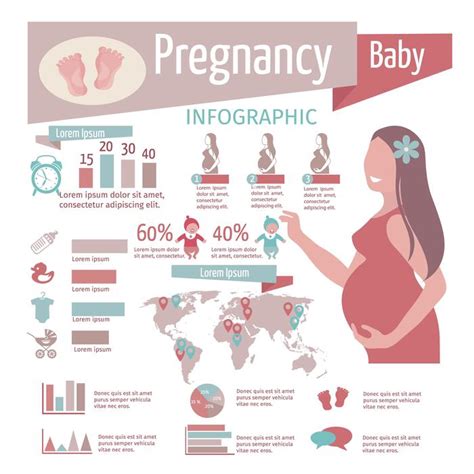 Pregnancy Infographic Vector Art Icons And Graphics For Free Download