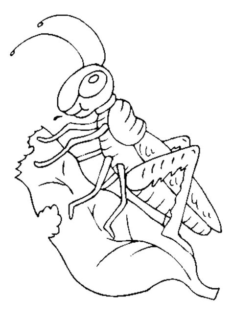 Grasshopper With Leaf Coloring Page Download Print Or Color Online For Free