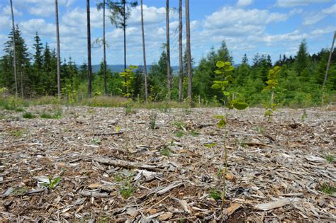 Lekuro Slu By V Lesnictv Cetkovice