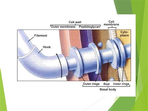 Structure Of Bacteria Ppt N Pptx
