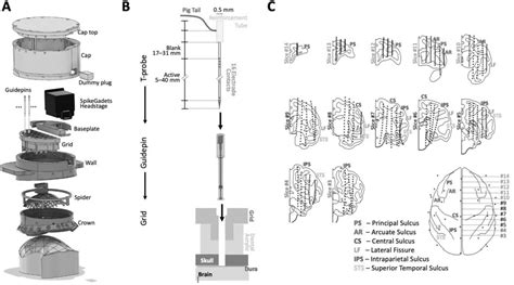 Publication Alert Volumetric Mesoscopic Electrophysiology A New