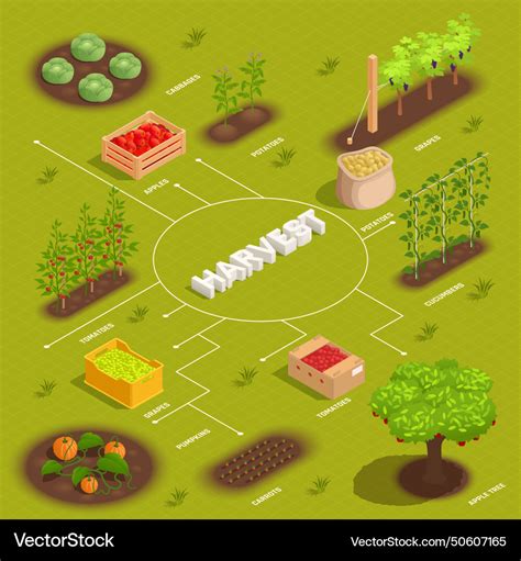 Farming Harvesting Flowchart Royalty Free Vector Image
