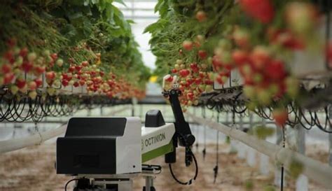The Robot Is Doing The Job Robots Help Pick Strawberries In