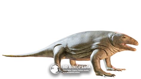 Varanops New Information On The Basal Pelycosaurian Grade Synapsid