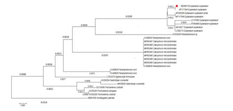Phylogenetic Tree Constructed By Neighbour Joining Method Download Scientific Diagram
