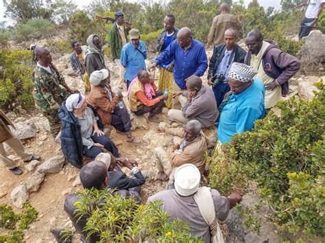Save Frankincense Overharvesting Of A Precious Commodity And