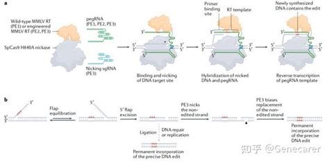 精确和高适用性基因编辑方法 Prime Editor综述介绍（1） 知乎