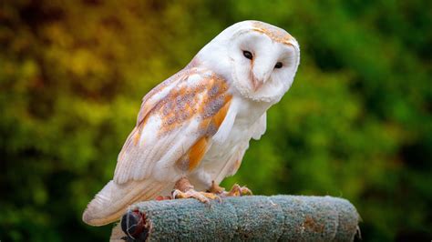 Owl Wallpaper For Desktop Hd K Infoupdate Org