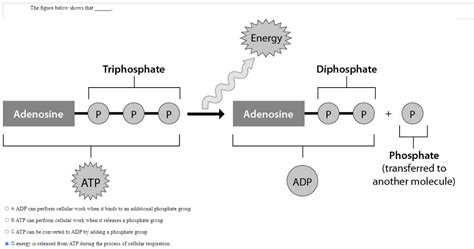 Answered Adenosine P Atp Triphosphate P Energy… Bartleby