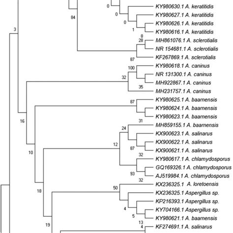 Phylogenetic Tree Based On The Maximum Likelihood Method With Bootstrap