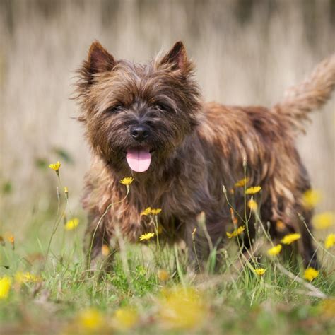 Cairn Terrier Dog Breed Temperament And Traits Ask Woodgreen