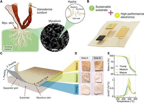Myceliotronics Fungal Mycelium Skin For Sustainable Electronics
