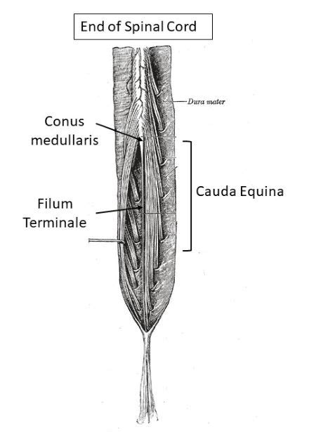Define Cauda Equina Filum Terminale Conus Medullaris Homework