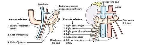 3rd Part Of Duodenum