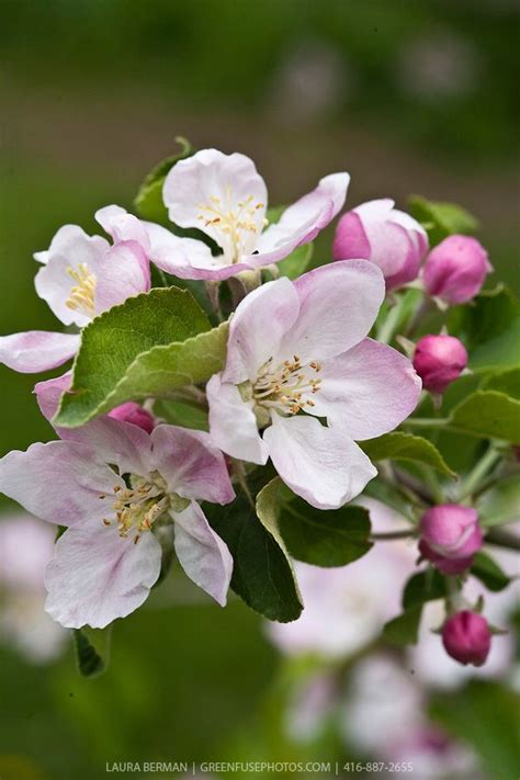 Where To Buy Apple Blossom Trees At Frederick Rosado Blog