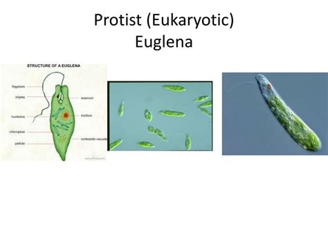 Ppt Cell Comparison Lab Powerpoint Presentation Free Download Id