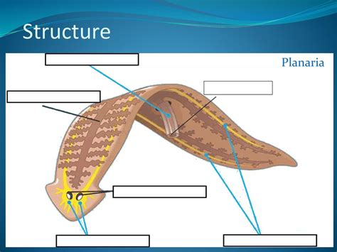 Unsegmented Worms Flatworms And Roundworms Ppt Download