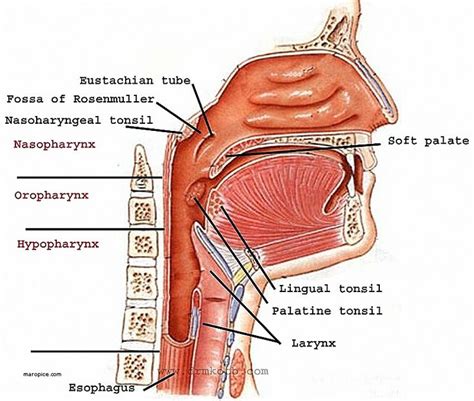 Fossa Of Rosenmuller Nasopharynx Nasal Cavity At Oregon Health Sciences The Human
