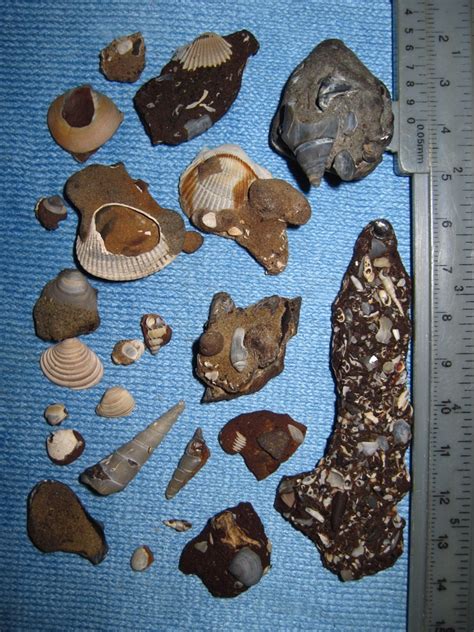 Sarawak Mollusk Fossil Pliocene Miocene Member Collections The Fossil Forum