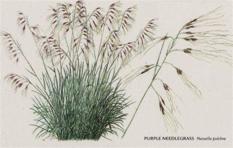 Purple Needle Grass Roots