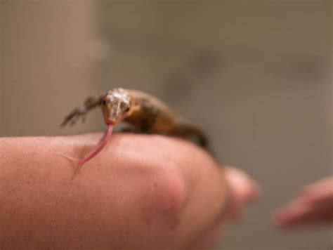 Pazuzu Varanus Melinus Album On Imgur