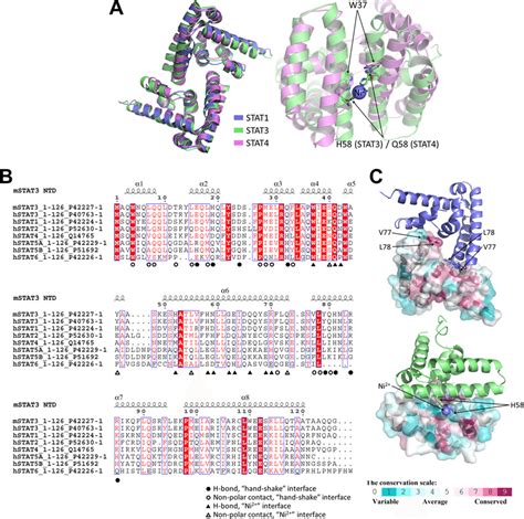 Structural Comparison And Sequence Alignment Of The Stat3 Ntd A The