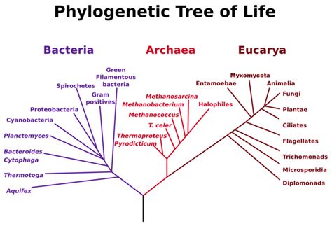 273b Molecular Analyses And Modern Phylogenetic Trees Biology