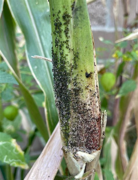 What Are These Bugs On My Corn Rwhatisthisbug