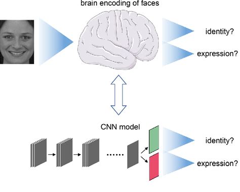 Figure 1 From Dissociation And Hierarchy Of Human Visual Pathways For