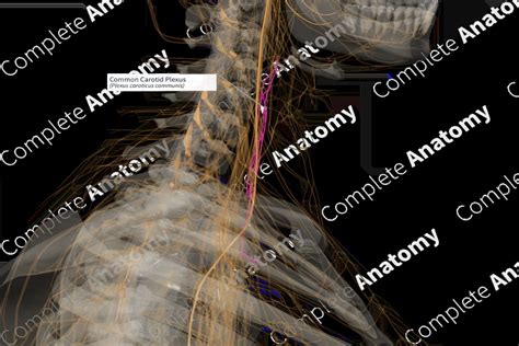 Common Carotid Plexus Left Complete Anatomy
