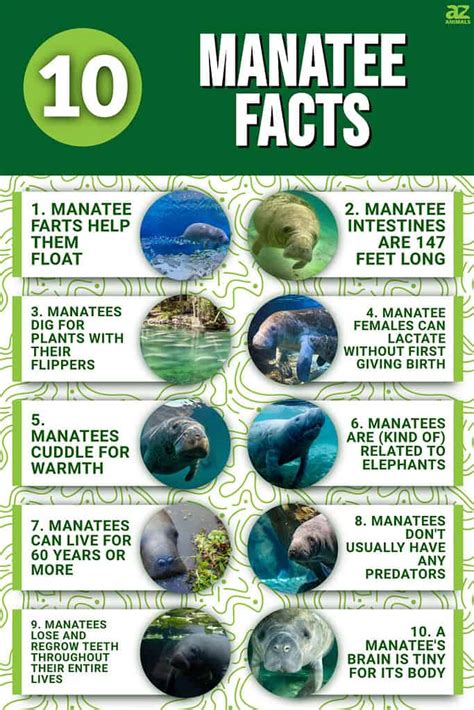 10 Fascinating Facts About Manatees A Z Animals