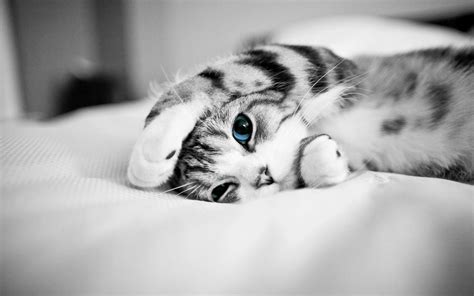Black And White Cat Wallpaper 77 Images