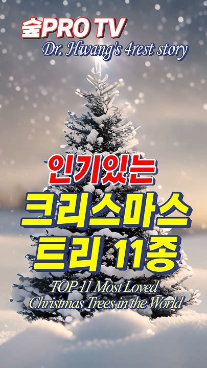 인기있는 크리스마스 트리 11종 크리스마스트리 전나무 구상나무 Youtube