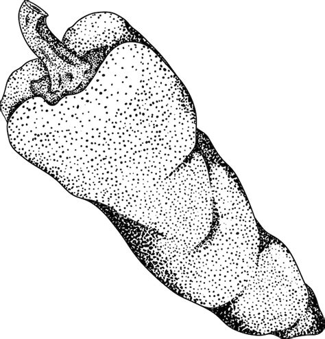 Premium Vector Hand Drawn Engraving Vector Illustration Of Different Types Of Pepper Bell