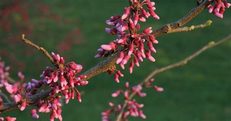 Shade Loving Ornamental Trees EHow UK