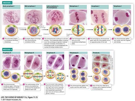 Law Of Independent Assortment Meiosis Life11ech12