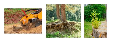 The Impact Of Tree Root Systems On Your Property In Indian River County Why Removal Might Be