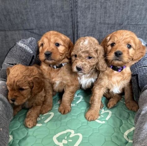 Cockapoo Dogs Postadsph