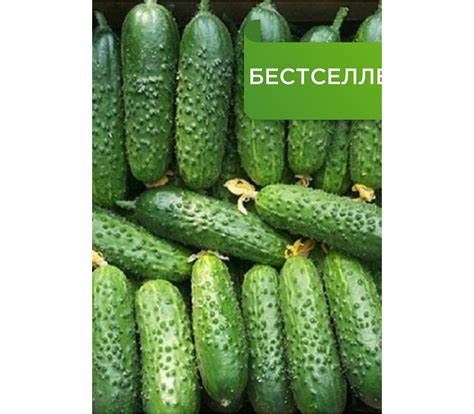Герман F1 - семена огурцов, от 250 до 1000 с, Seminis/Семинис ...