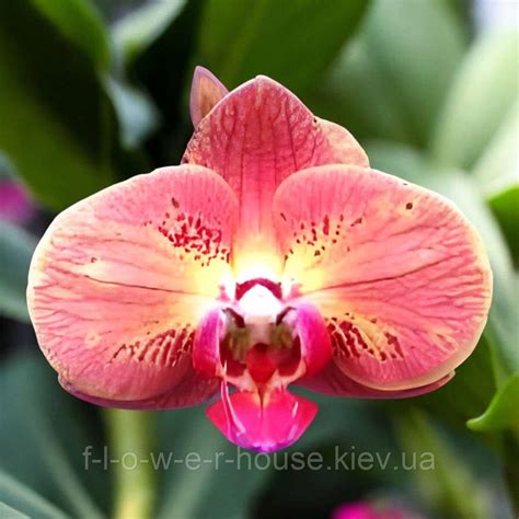 Орхідея Phal King Car Orange Light підліток Id2329527259 ціна 355