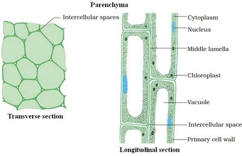 Differentiate Between Parenchyma Collenchyma And Sclerenchyma On The