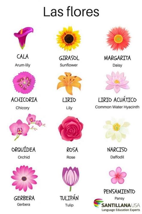 Pin By Aurora Sarraf On Flores Learning Spanish Spanish Vocabulary