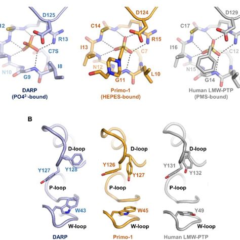 Catalytic Loop Arrangement Of Darp And Primo 1 A Catalytic Loop